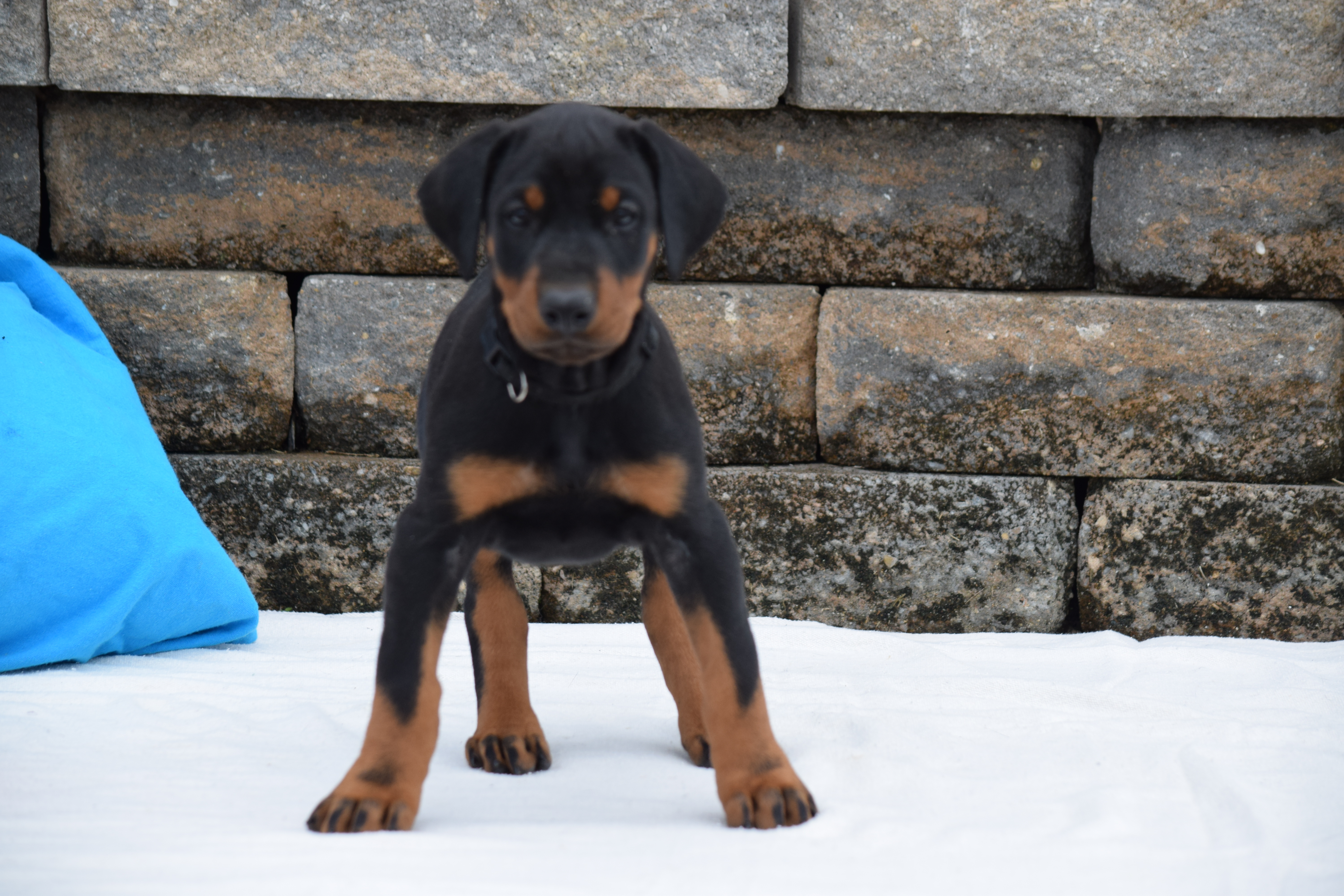 Puppies | sunny-hill-dobermans