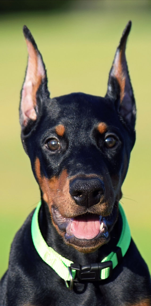 torcheney doberman
