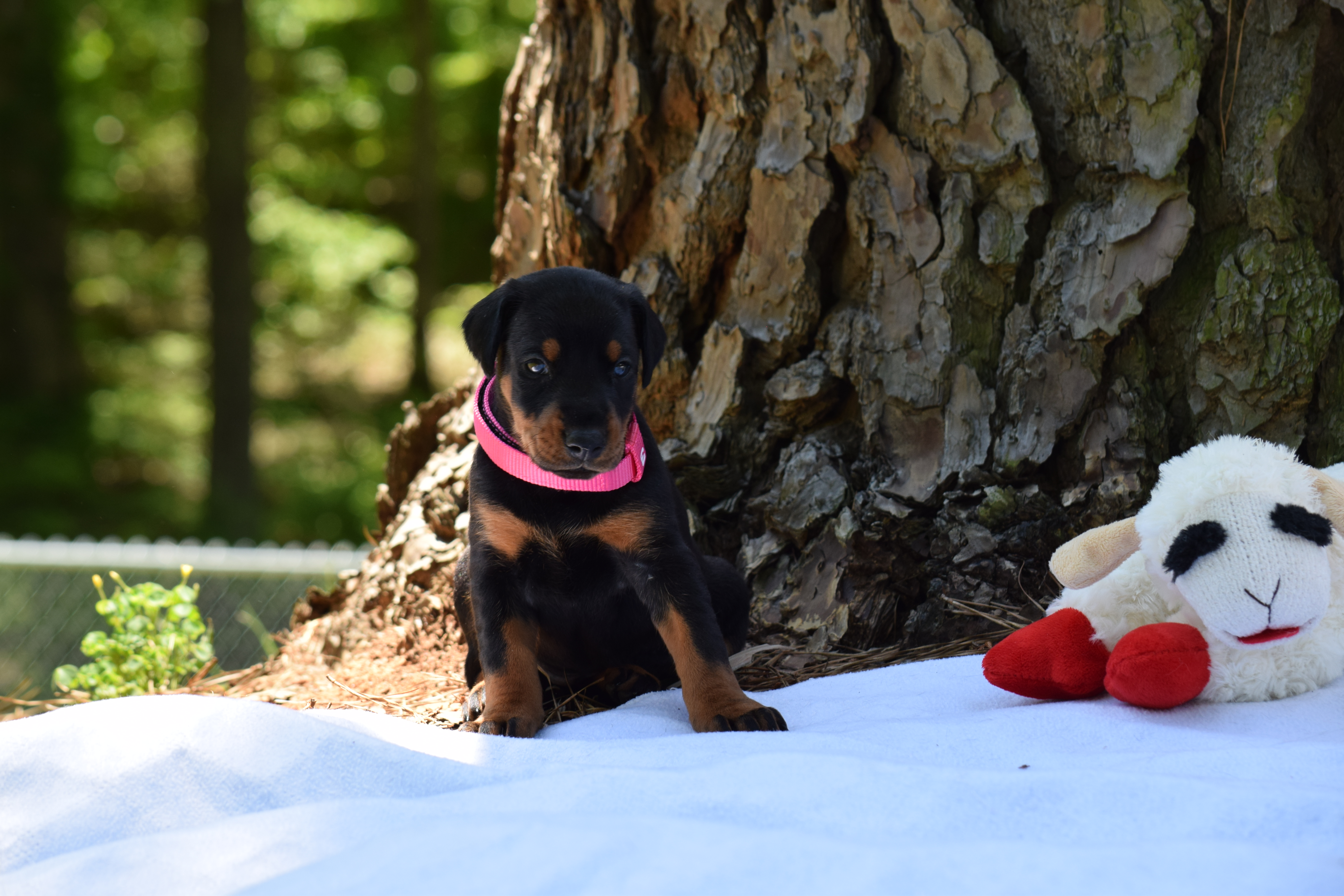Puppies | sunny-hill-dobermans