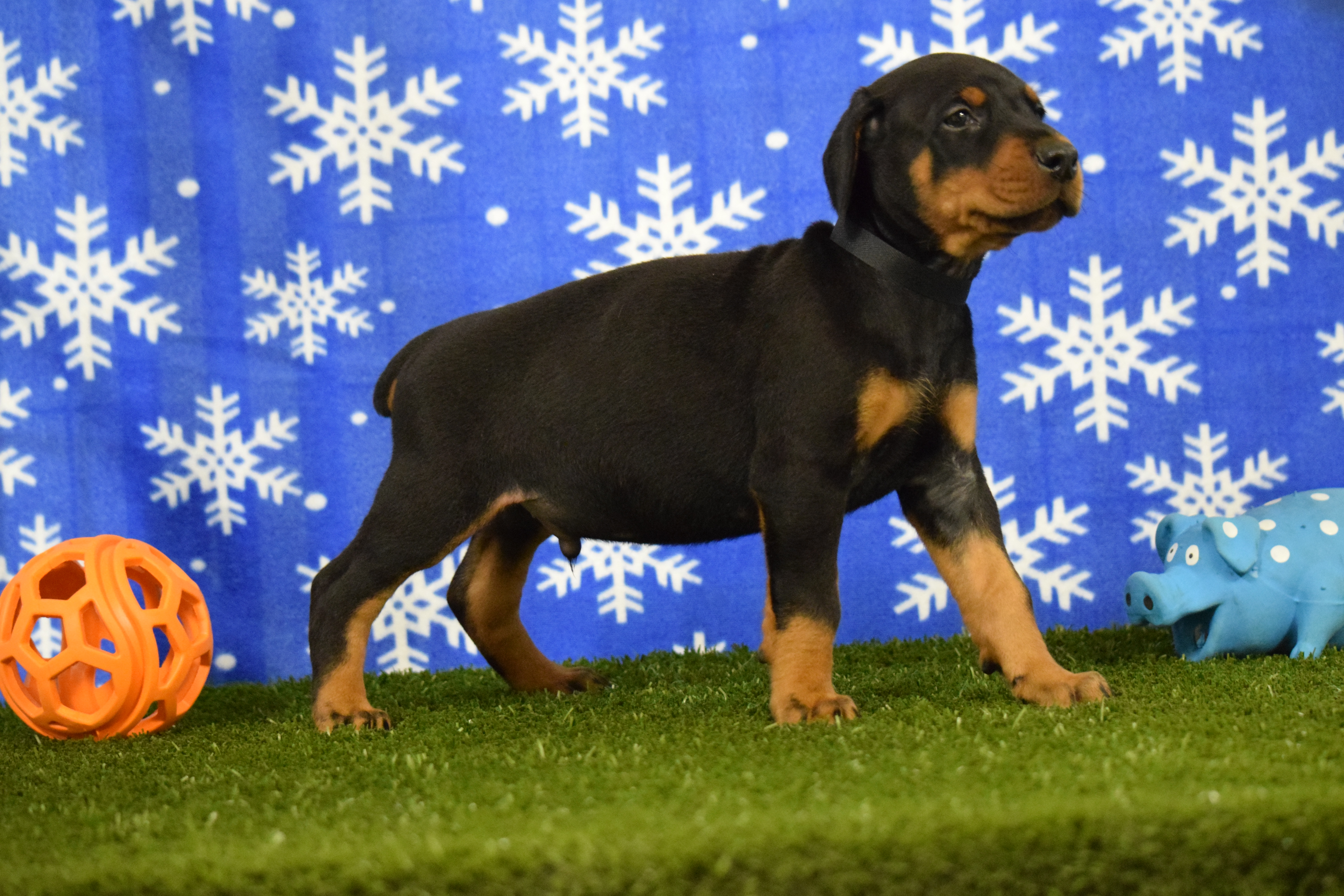Puppies | sunny-hill-dobermans