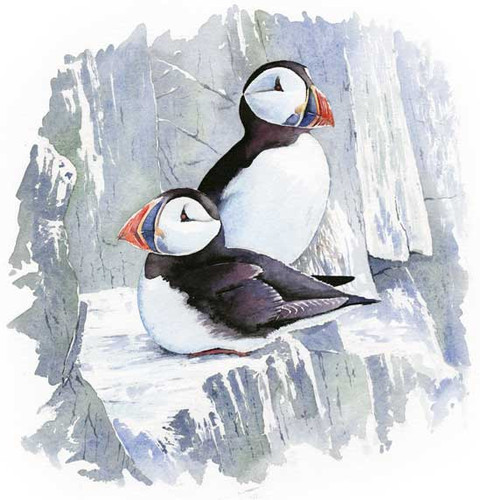 The Puffin Duo | DavidHollidayArtist