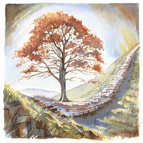Autumn Colours - Sycamore Gap ART CARD | DavidHollidayArtist