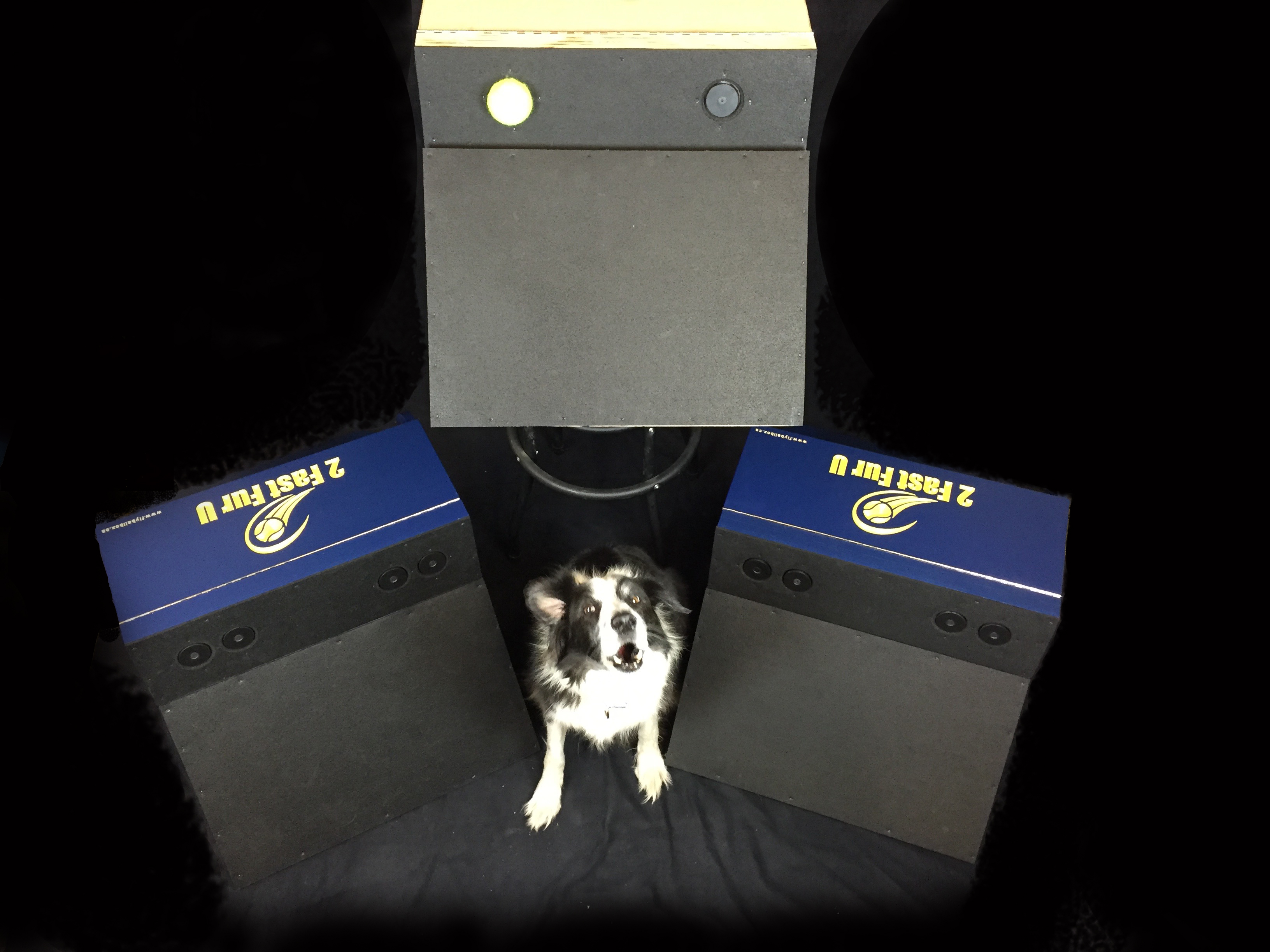 Jarvis Flyball Box