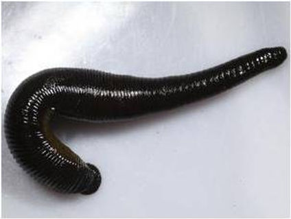 annelida leeches