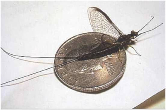 Hexagenia atrocaudata Big Slate Drake or Hex. THE LARGEST MAYFLY