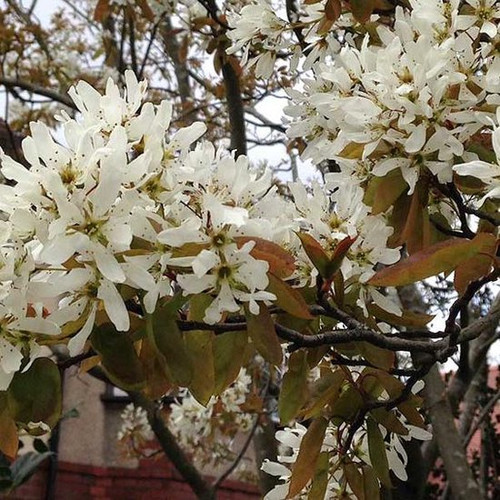 Snowy Mespilus (Amelanchier lamarckii) | Plants and More