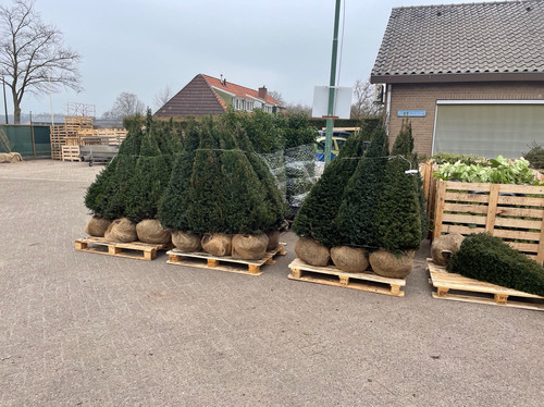 English Yew Topiary Pyramid(Taxus baccata) | Plants and More