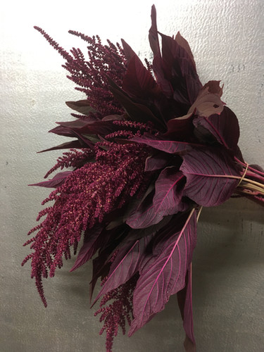 Amaranthus Upright Burgundy | FineFamilyFlowerFarm