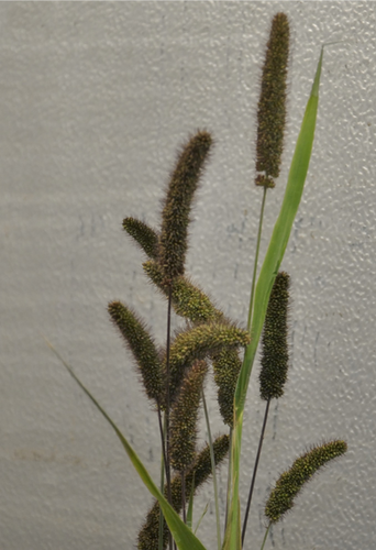 Grass (Setaria Red Jewel) | FineFamilyFlowerFarm