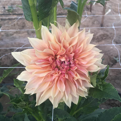 Dahlia (Cafe au lait) | FineFamilyFlowerFarm