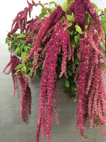 Amaranthus Draping Burgundy | FineFamilyFlowerFarm