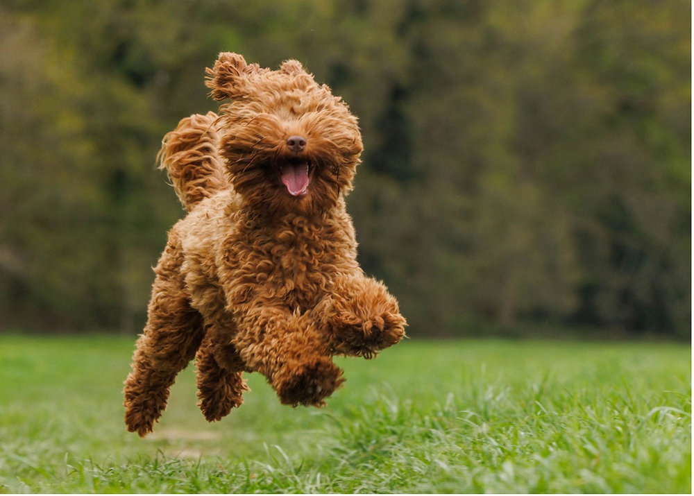 mini australian labradoodles size