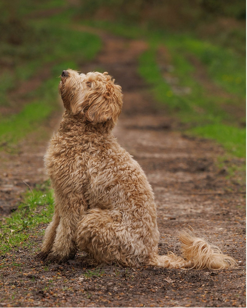 Labradoodle Training: A Comprehensive Guide For New Owners