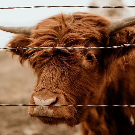 Wilson Ranch | cow | Abilene, KS, USA