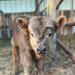 Wilson Ranch | cow | Abilene, KS, USA