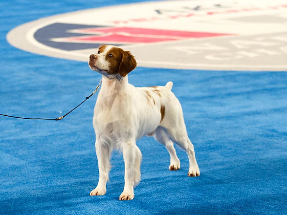 Dog Training | The Greater Dog | Stillwater MN