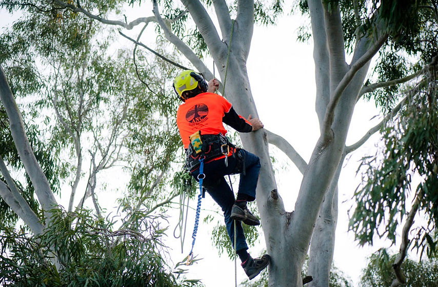 Local Professional Tree Surgeon | ANC Tree Services