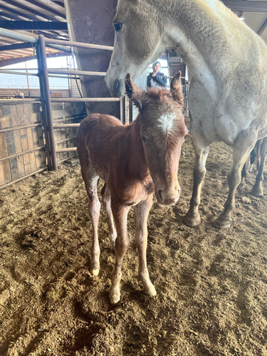 Pocket Bike | Flying+Seven+Ranch+
