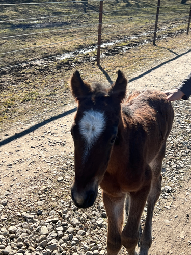 Hashbrowns | Flying+Seven+Ranch+