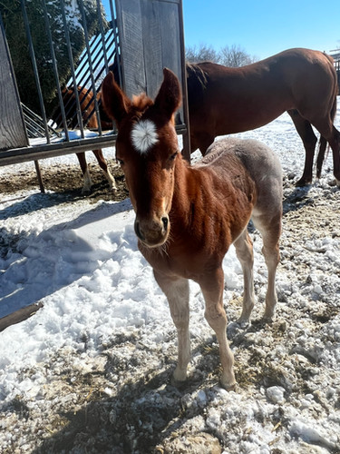 BillieRey Cyrus | Flying+Seven+Ranch+