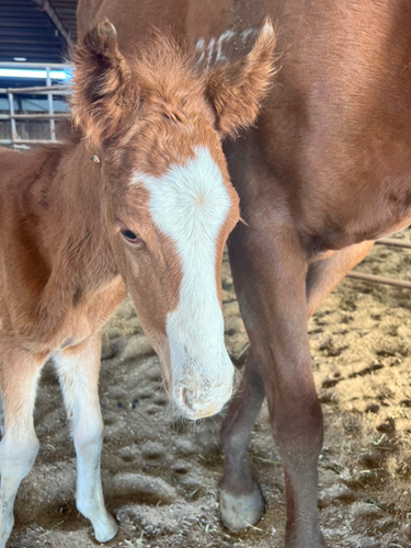 Matt Dillon | Flying+Seven+Ranch+