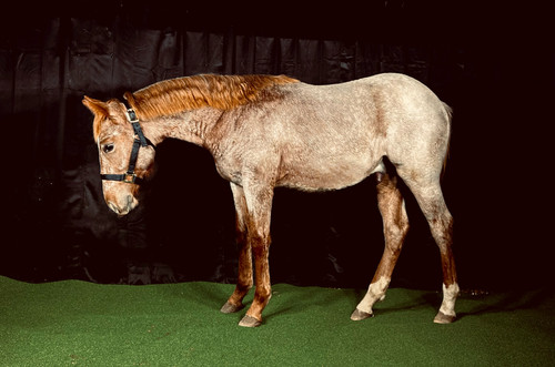 Mario Andreyti | Flying+Seven+Ranch+