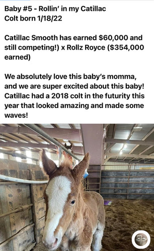 Rollin in my Catillac | Flying+Seven+Ranch+