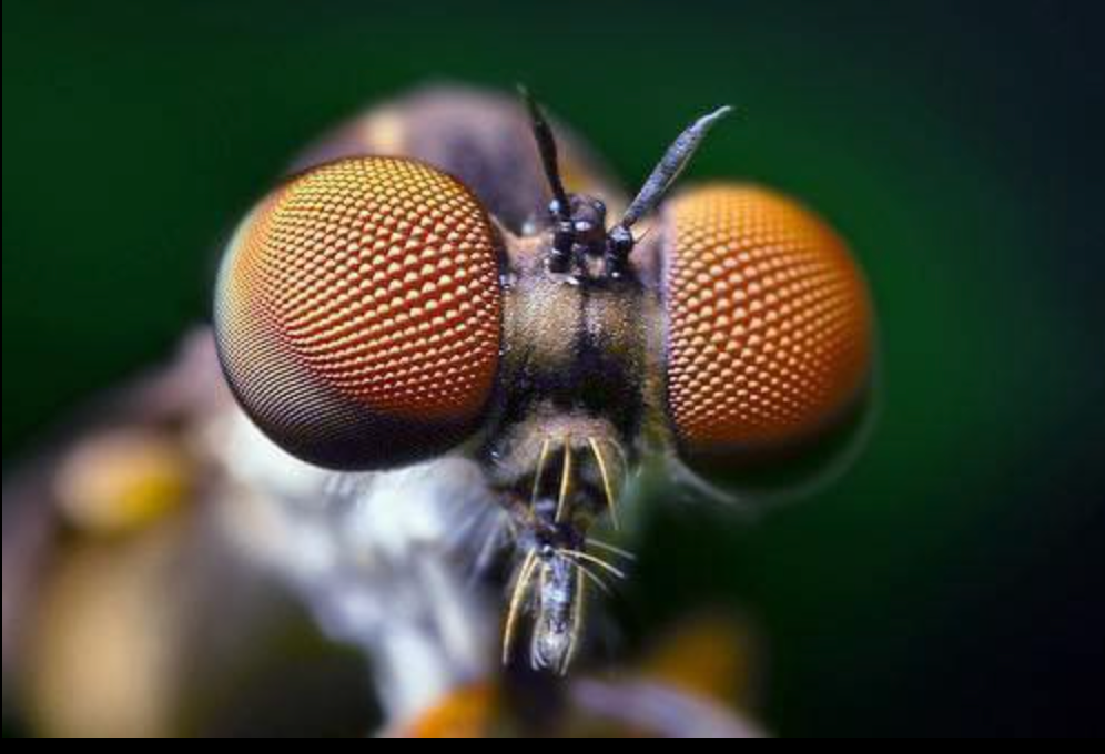 Exploration Insect! : Insect Movement and Senses | Bridgetonature