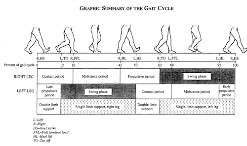 Gait cycle and analysis