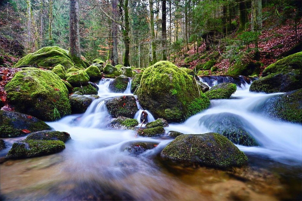 Wald und Wasser
