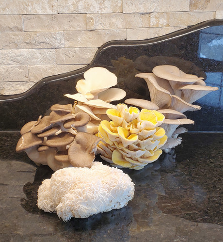 Mushroom Variety Pack | Vigorous Microgreens