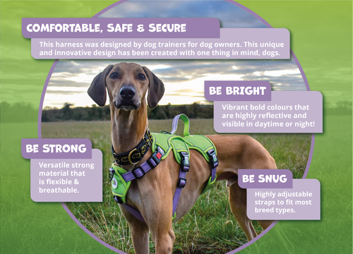 Escape proof dog harness store