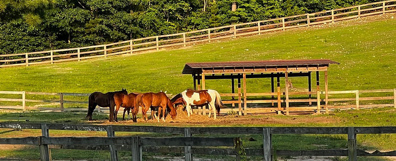 Horse Riding Lessons | Oakwood Farm | Raleigh, North Carolina