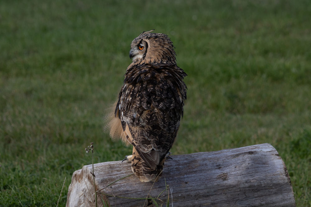 Bird of Prey Photoshoot - Part 1