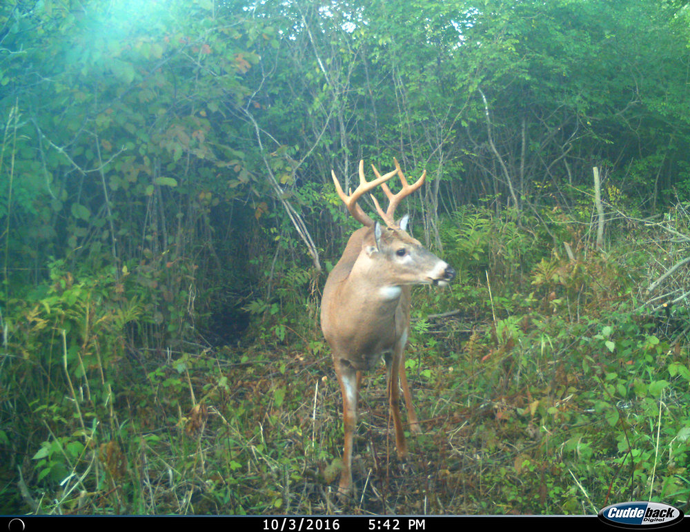 Quality Deer Management (QDM) vs. Trophy Buck Ignorance