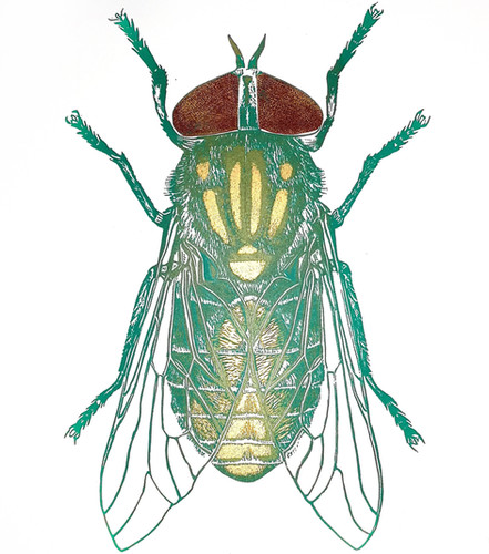 Horse-fly | Nat McIntyre