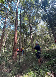 Environment | Qld Native Forestry