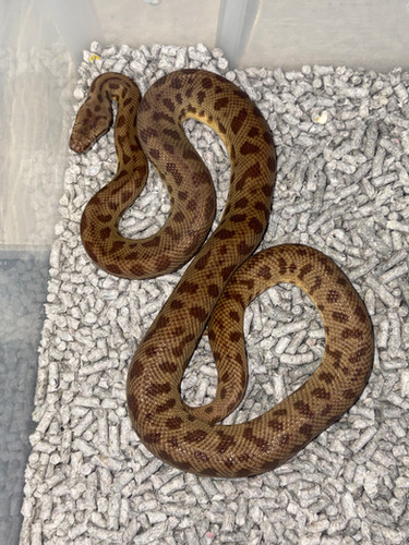 (1) Stimson Python - 66% Het for Albino & possible Calico - sub adult ...