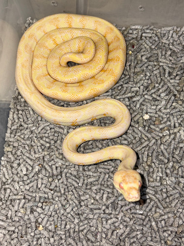(6) Darwin Carpet Python - Albino + 2 year old - Male | Reptile Auctions