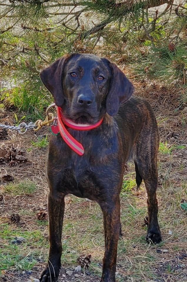 Plott Breed Standards | Mysite