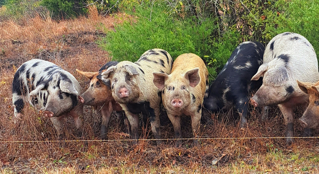 PASTURE RAISED PIGS | Prairie Grove Farm