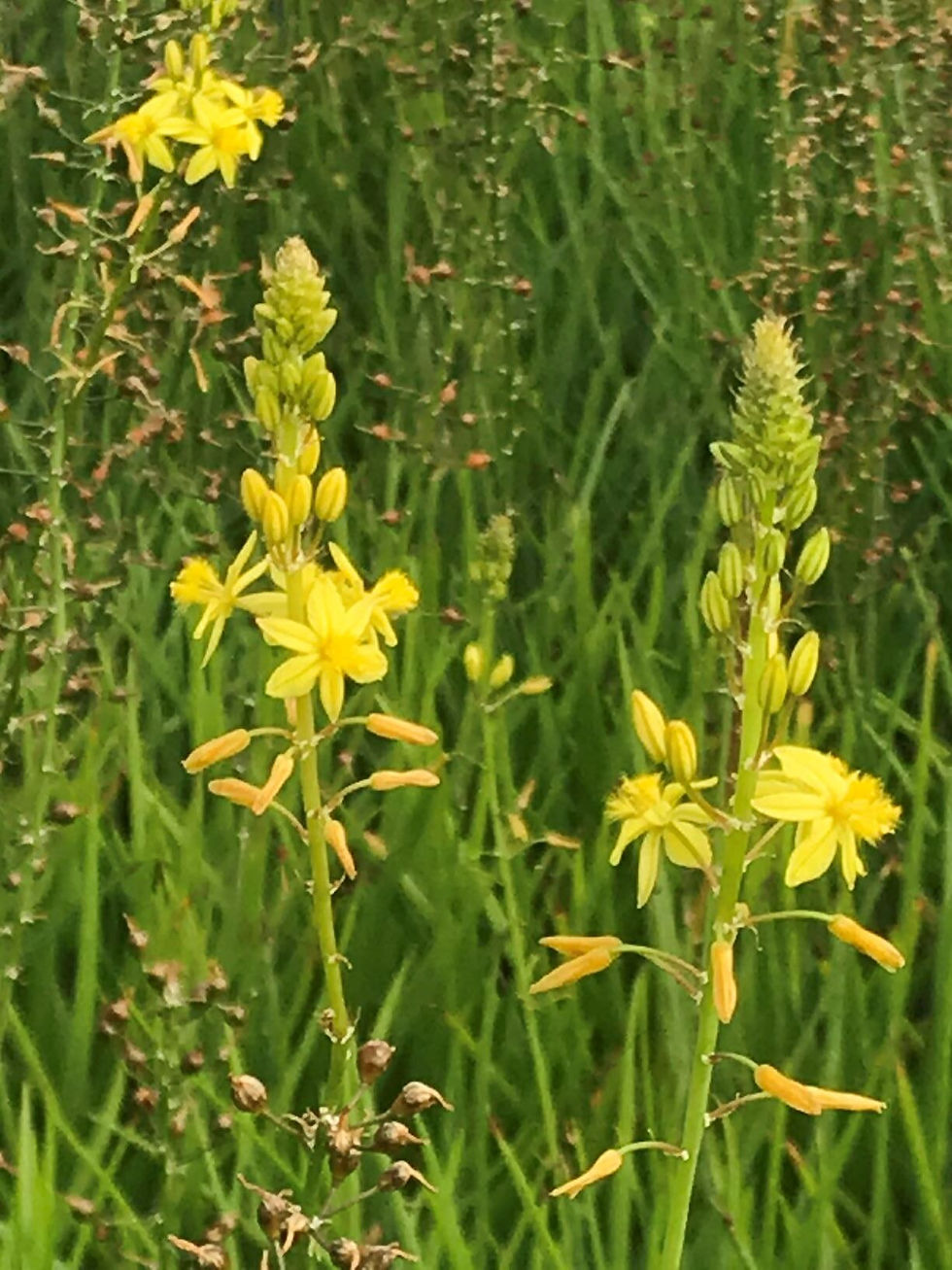 Anisodontea - Bulbine | NFGH
