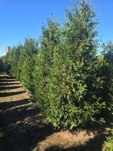 Techny Arborvitae B&B | Rangel Nursery Corp