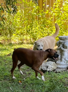 SERVICES | Camp-ruff