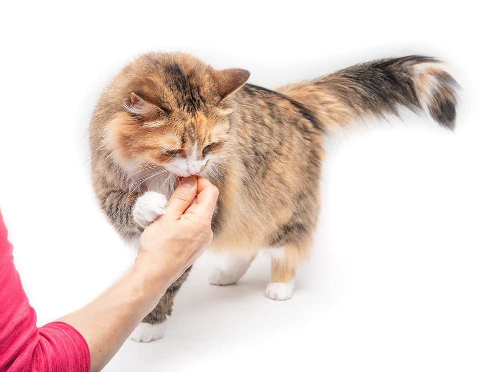 Understanding Cat's Body Language