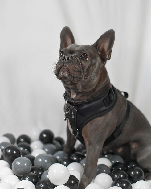 Exclusive Design Dog Clothing & Stylish Accessories | PETs R US