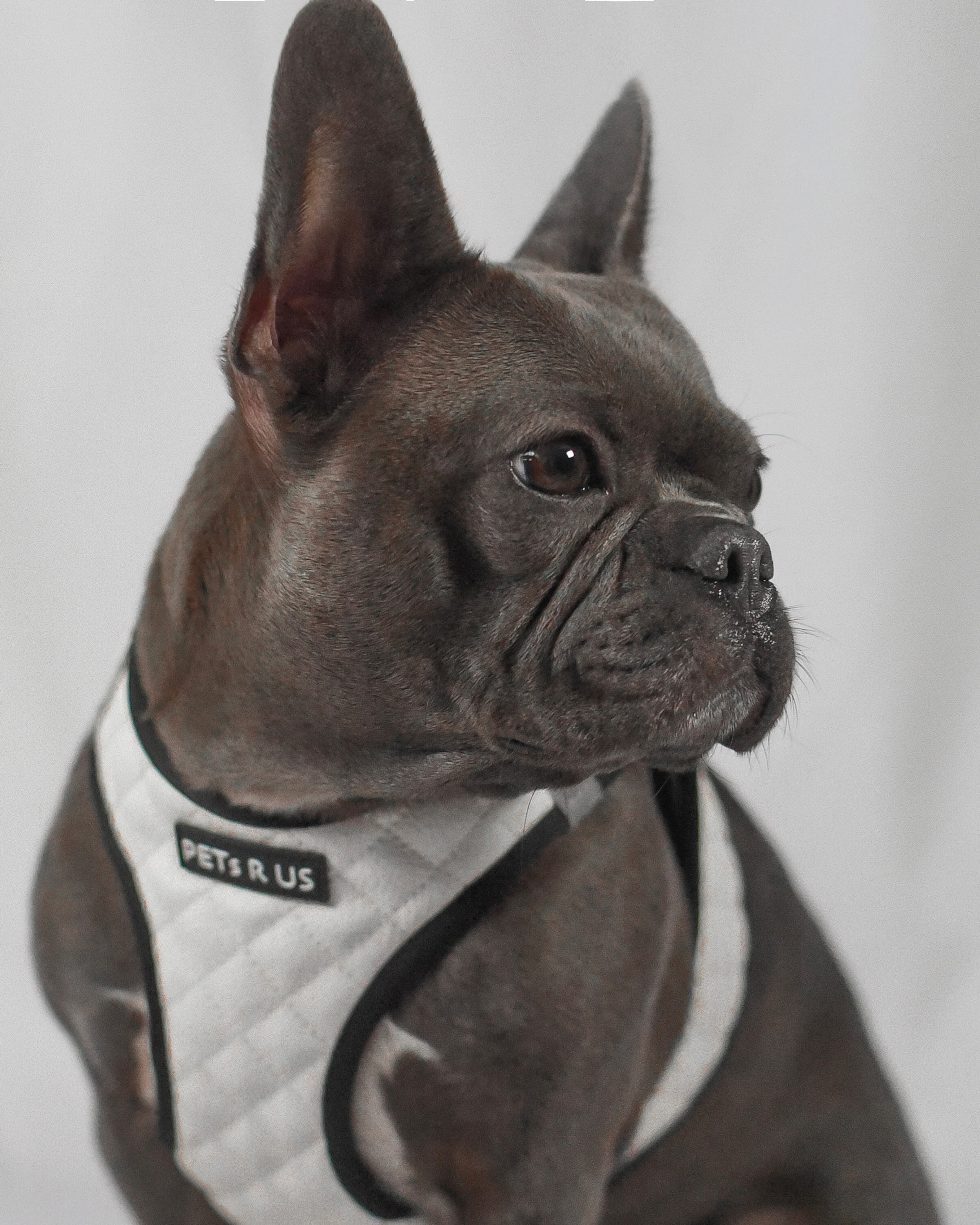 Best Dog Harnesses: Types, Benefits, and How to Choose the Right One