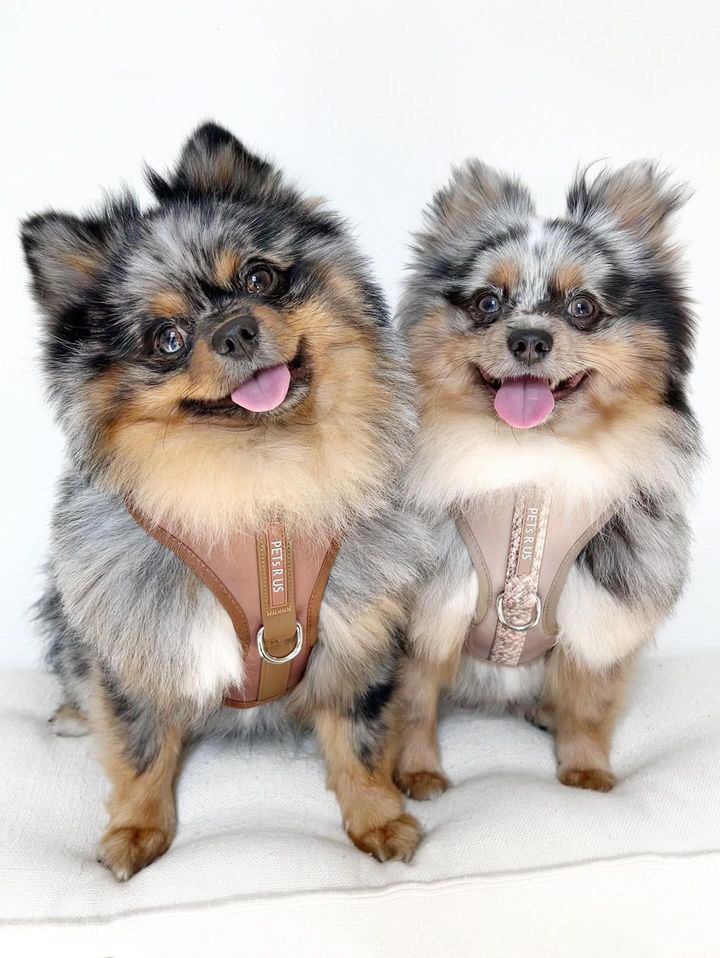 Choosing the Perfect Harness Color for Your Dog: Popular Trends