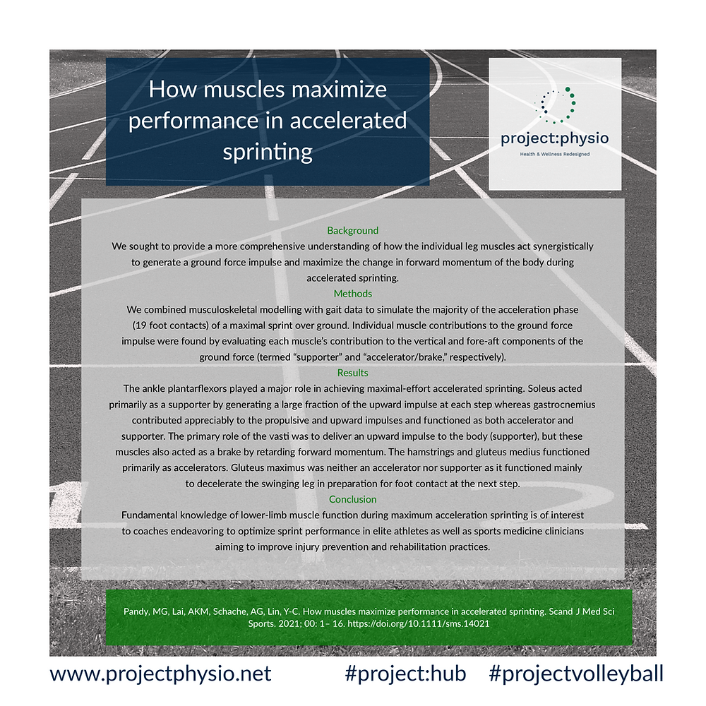 How muscles maximise performance in accelerated sprinting