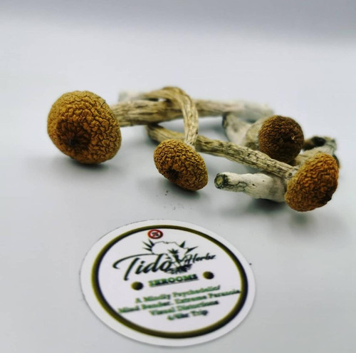 Mushrooms | Tido Trips